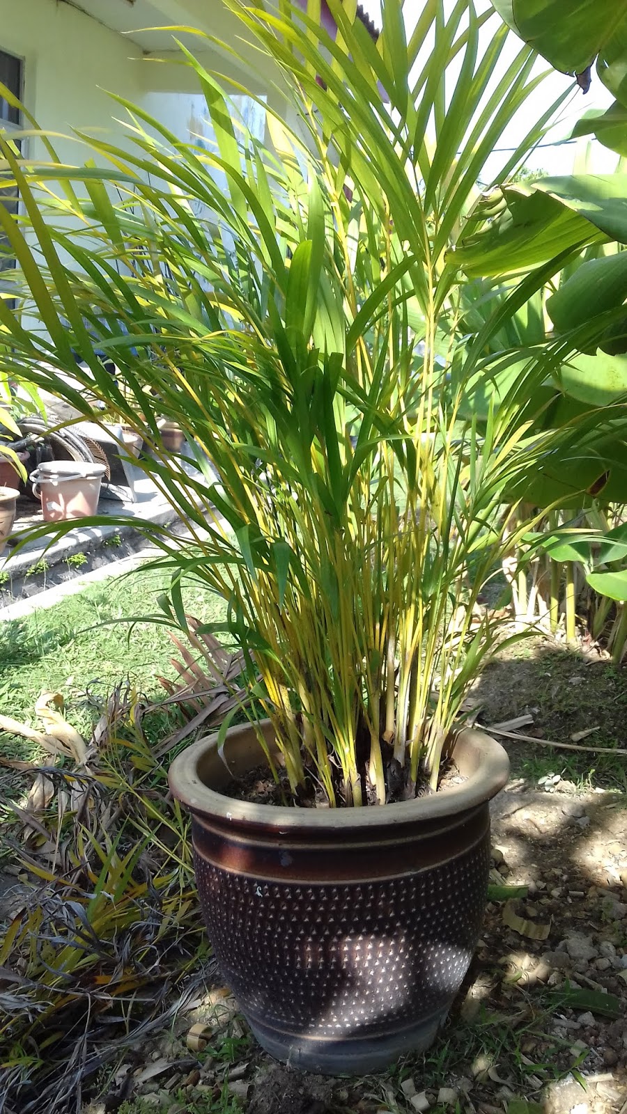 Jom Tanam Sayur ( JTS ) : Pokok Pinang Kuning @ Chyrysalidocarpus ...