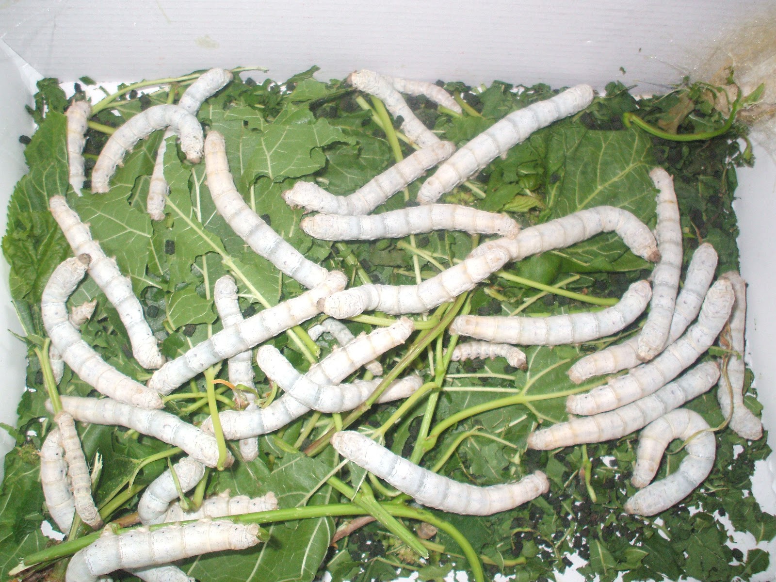 "Caprichos del destino": GUSANOS DE SEDA