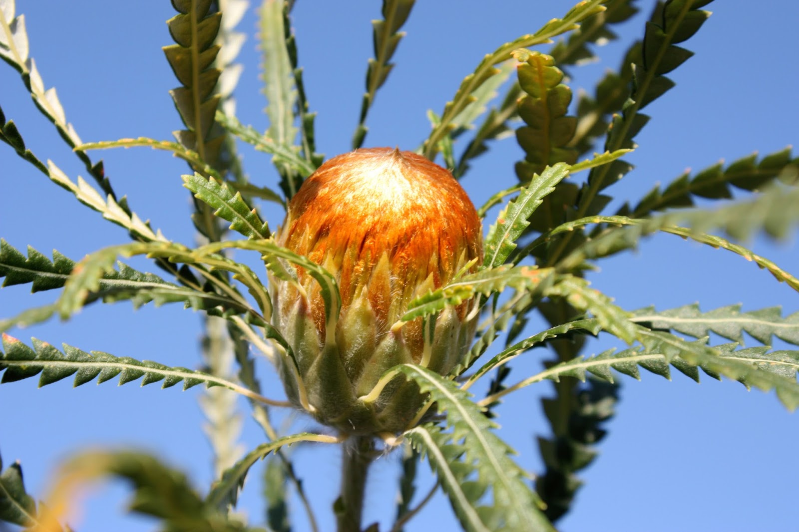 Swallows Nest Farm: Dryandra Formosa