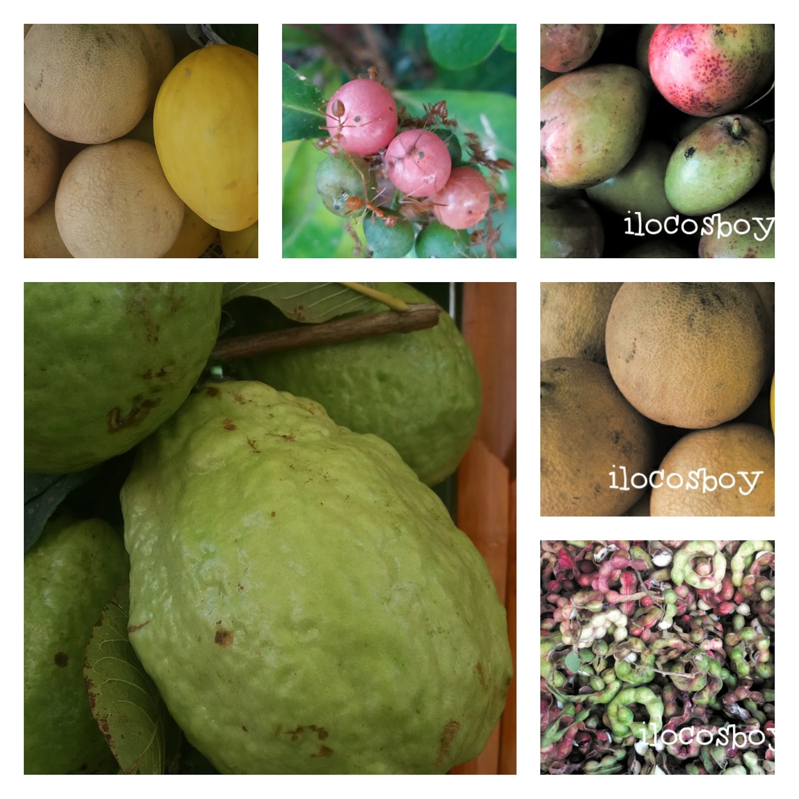 Ilocos: Common Summer Fruits In Ilocos