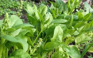 Cara budidaya Bayam serta manfaatnya - Info Pertanian Online