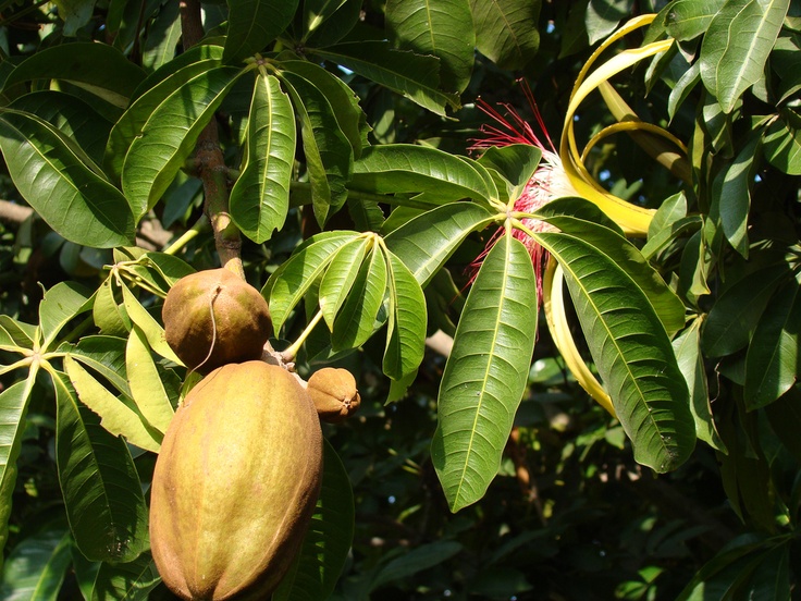 Curiosidades Vegetais: A munguba