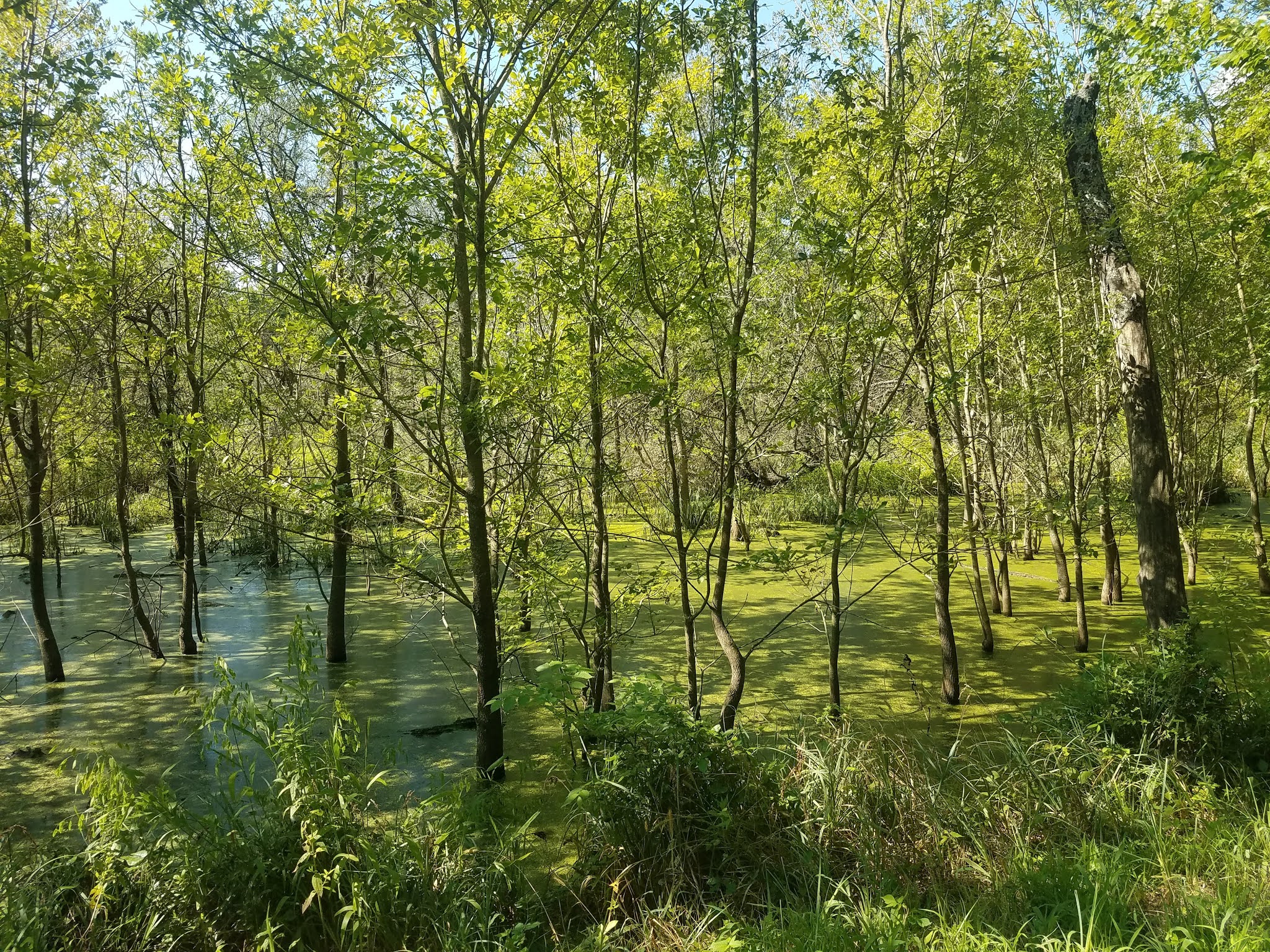 Meadow Pond Trail - Hagerman National Wildlife Refuge
