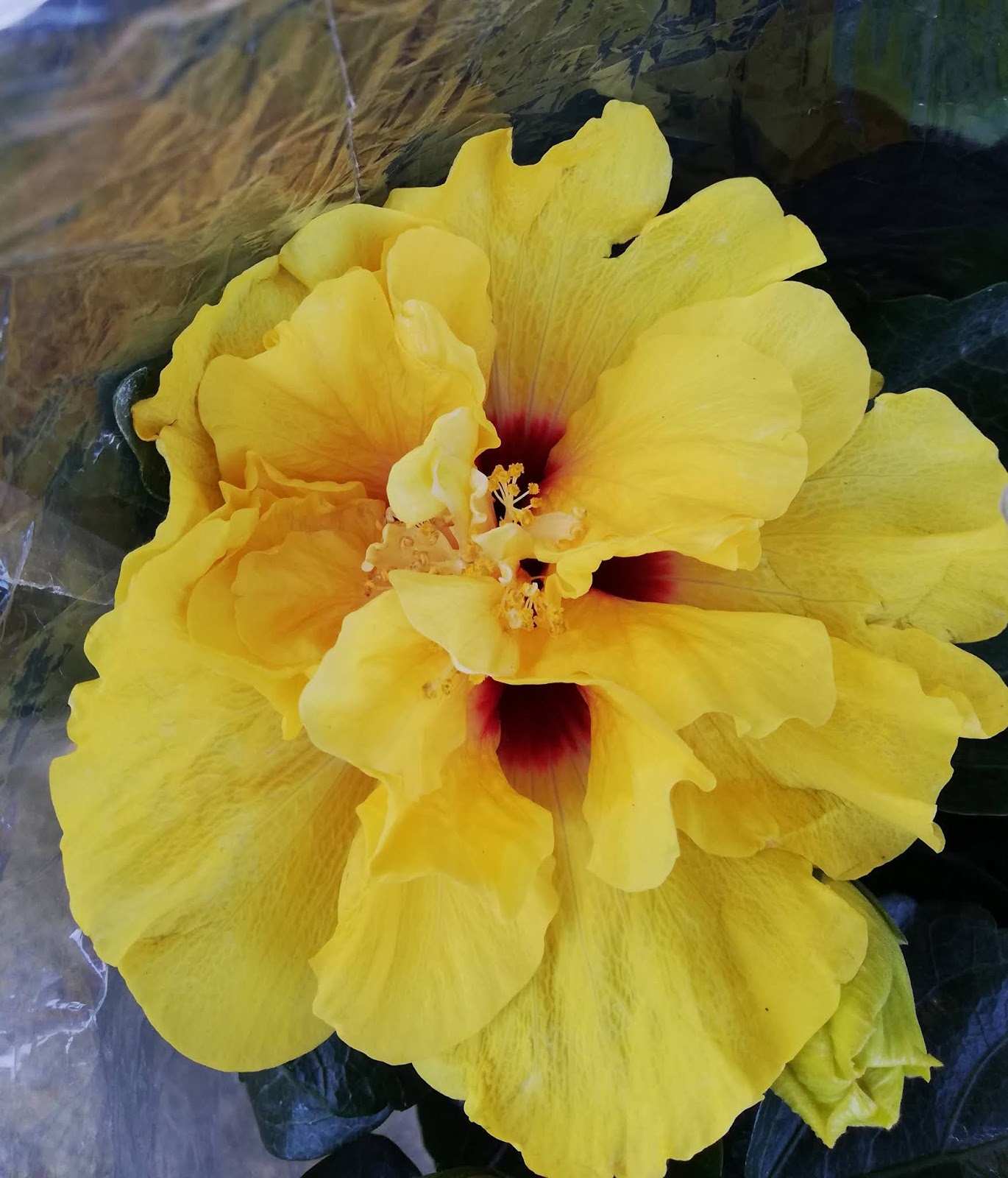 Garden Chronicles of James David: Hawaiian Dwarf hibiscus - Hibiscus ...