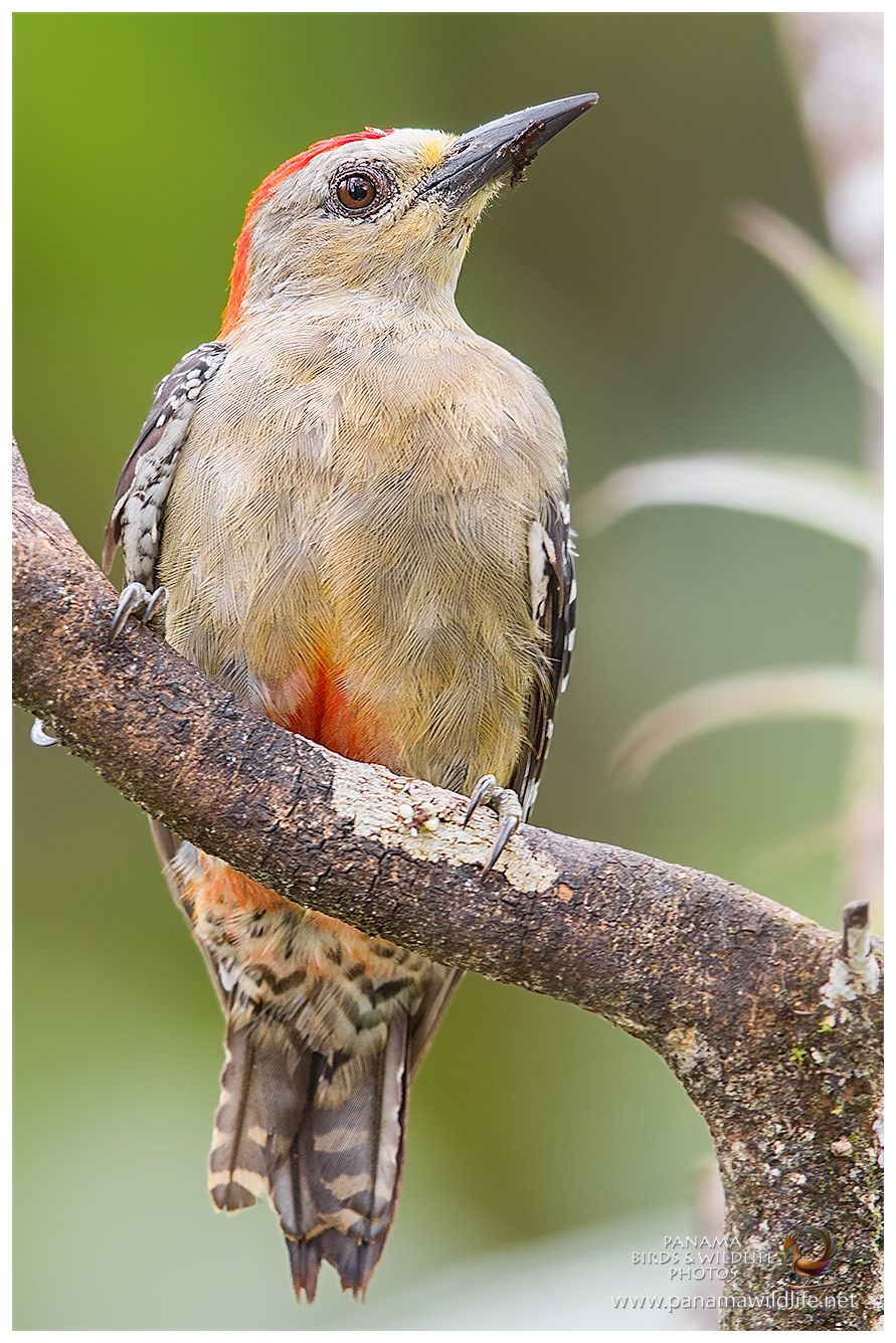 Birding Paradise - the best place for Panama Birds & Wildlife Photos of ...