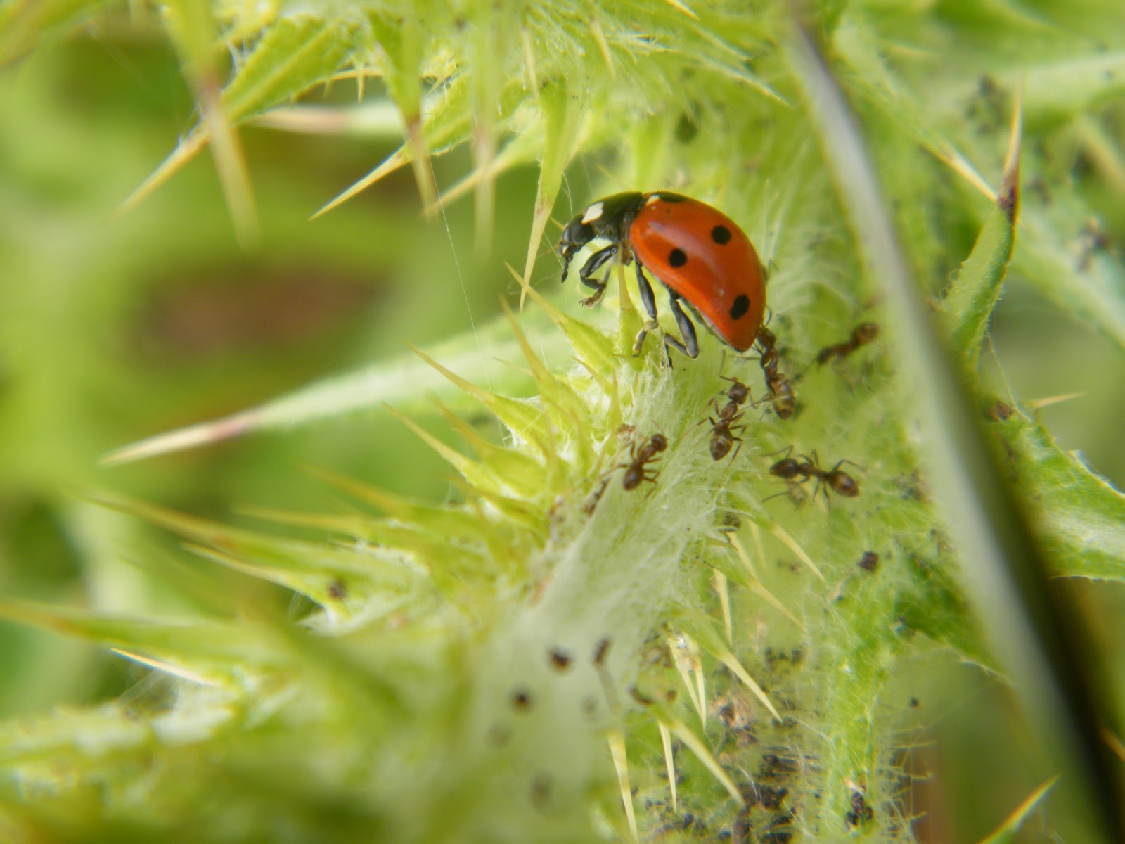 Feral Bee: The lady bug and the aphid-farming ants drama