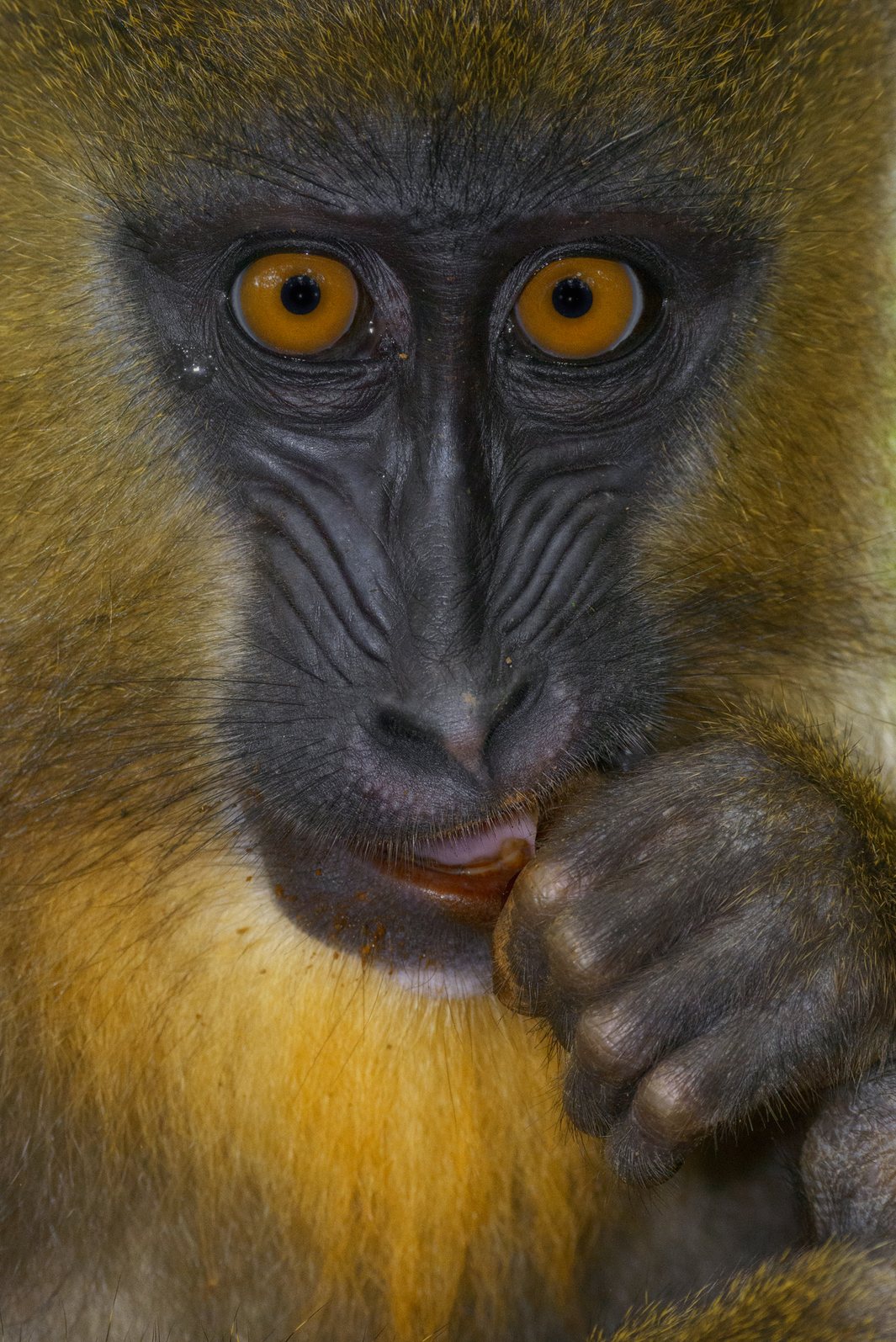 Occhi fragile: Mandriles en el parque Lekedi