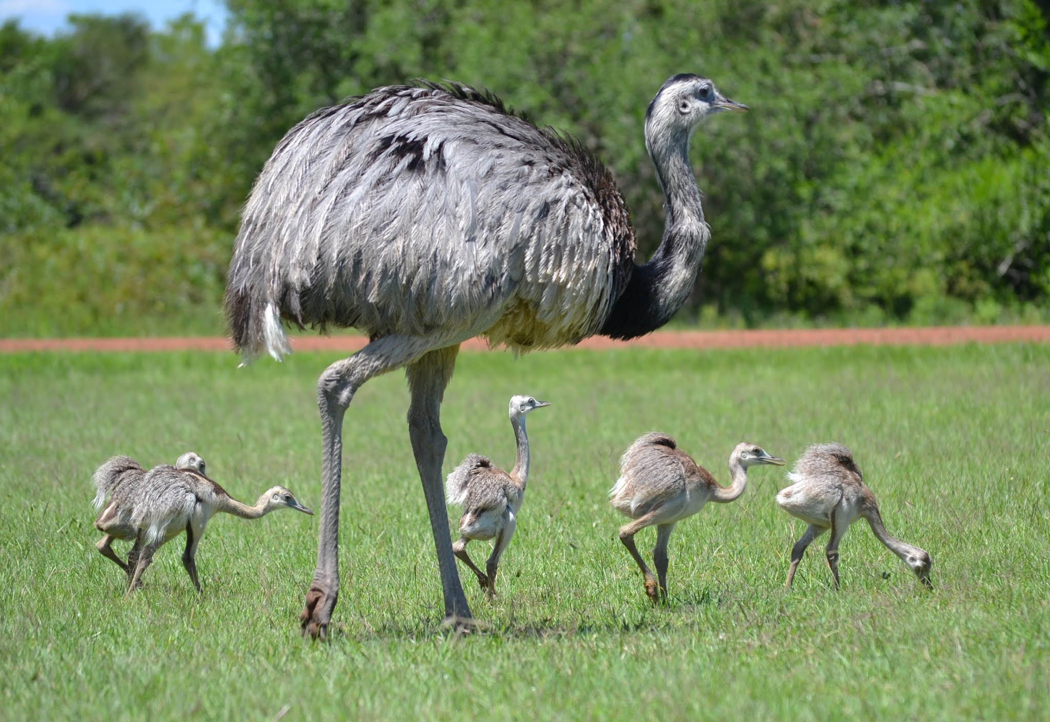 El Magazin de Merlo: Curiosidades: CRIADEROS de ÑANDU en Argentina.