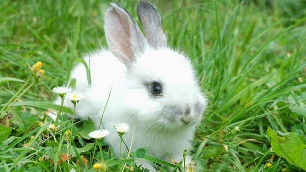 L Oreal Expansion And The Dilemma Of Animal Testing Beauty Brands And Companies That Do Not Use l-oreal-expansion-and-the-dilemma-of-animal-testing-beauty-brands-and-companies-that-do-not-use