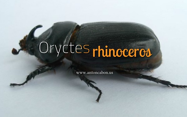 Pengendalian Hama dan Penyakit Tanaman Sawit - Antoncabon