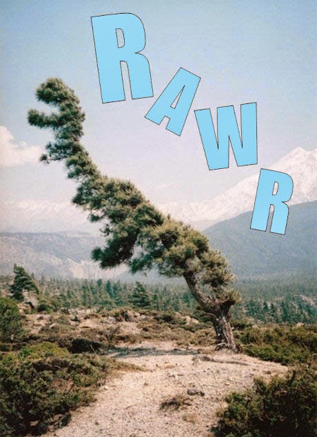 Top 19 funny trees