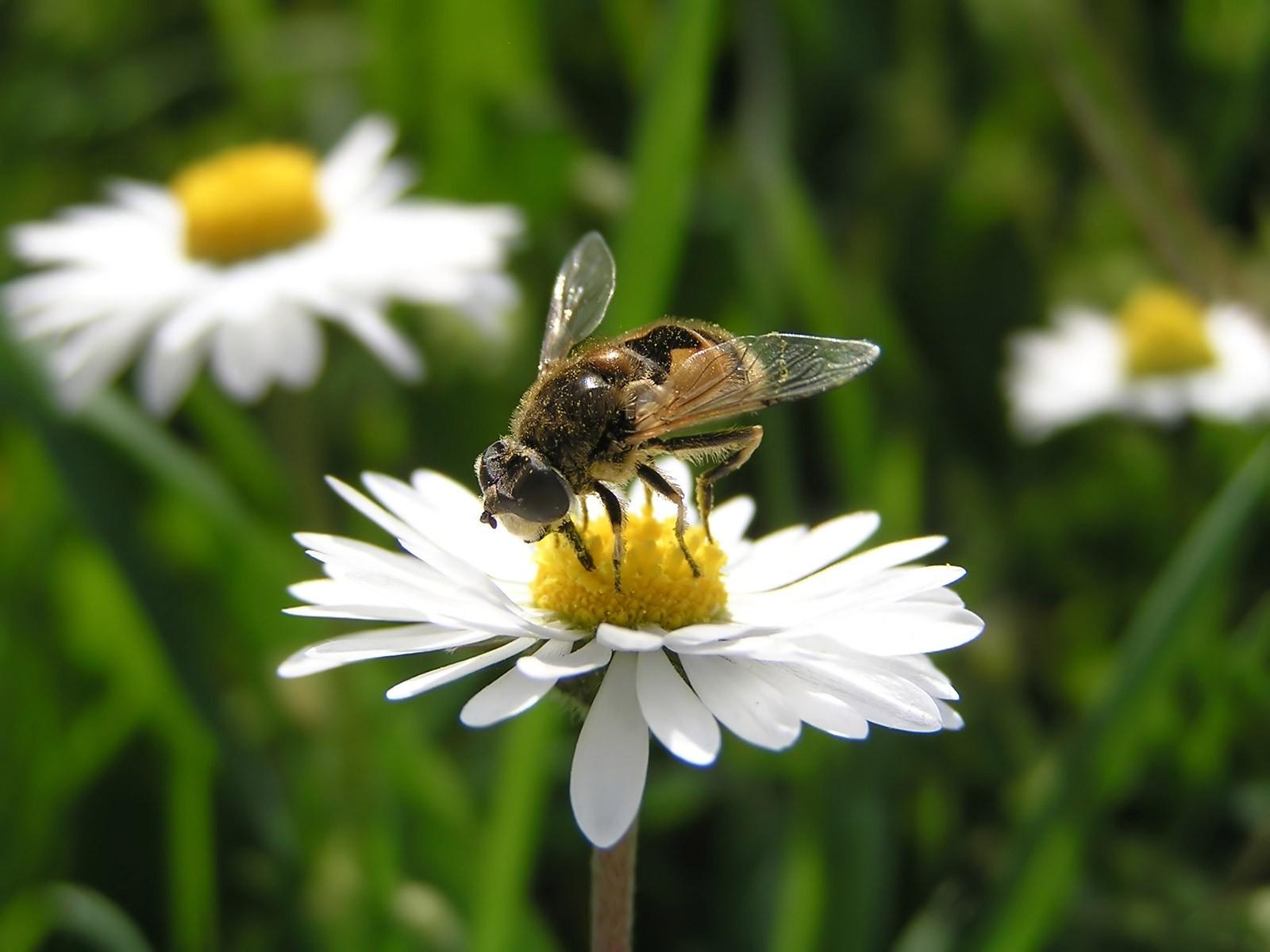 Bee on a daisy hd wallpaper ~ The Wallpaper Database