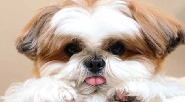 Sintomas de vermes em Shih Tzu