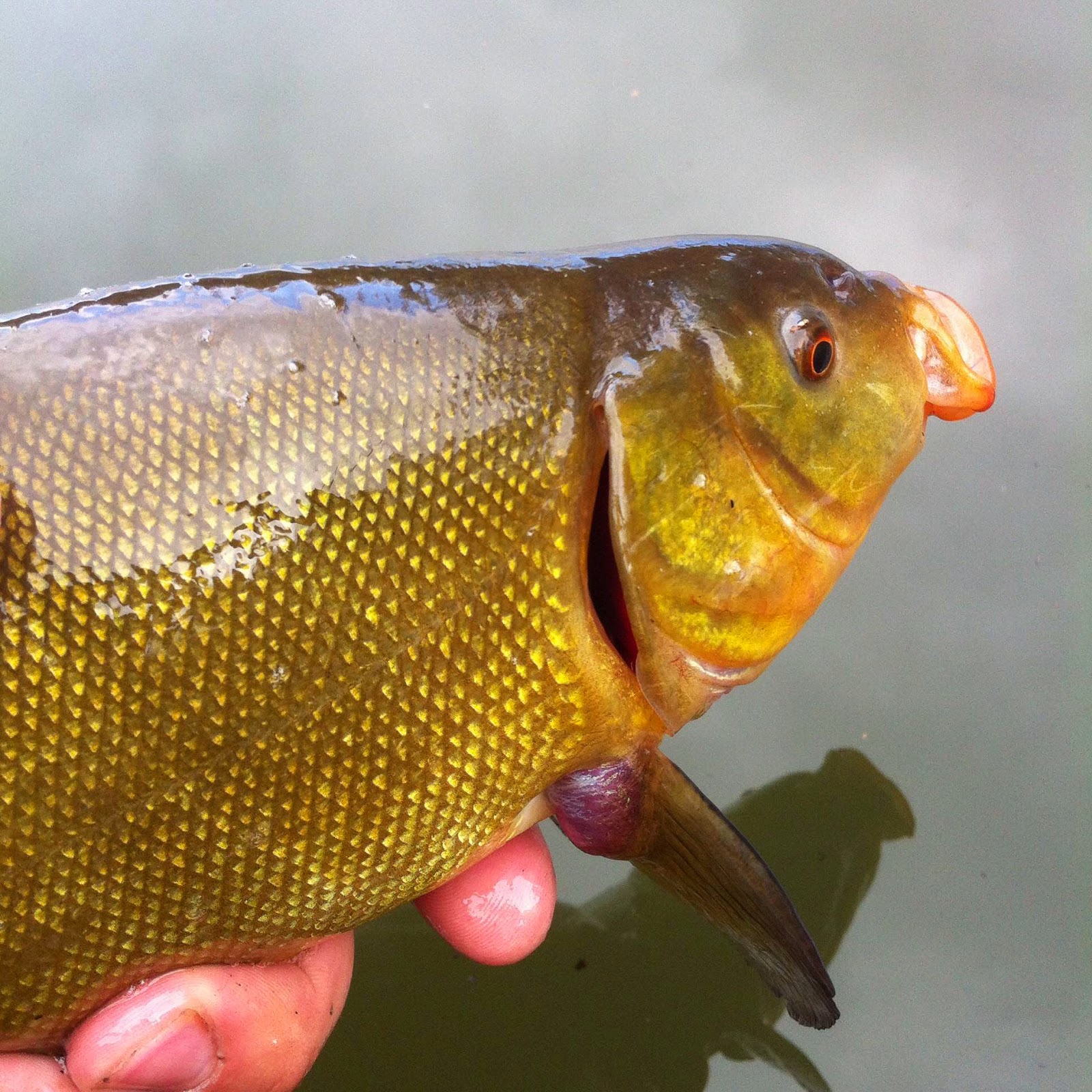 Craig Renwick Angling: Morning Tench Fishing (20.04.2015)