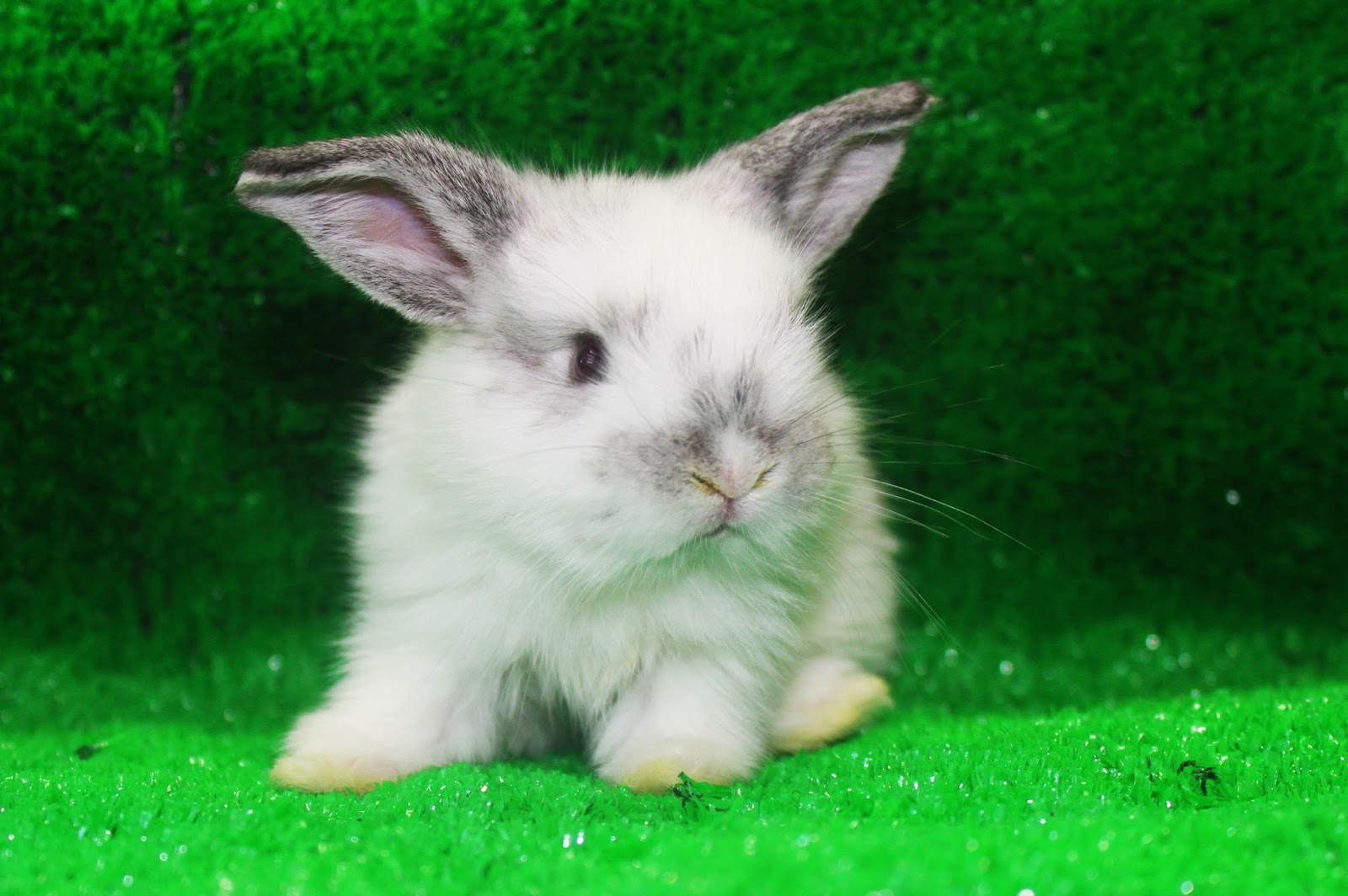 Thỏ minilop, lion head, netherland mới về hàng ~ Yahoo Pet Shop