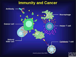 Health is Wealth: The Role of Lingzhi in the immune War