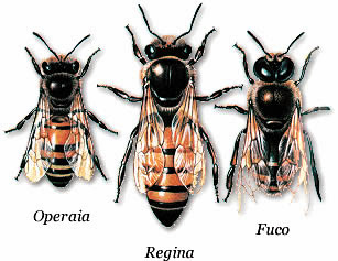 Scacco mattarello all'inflazione: API E MIELE
