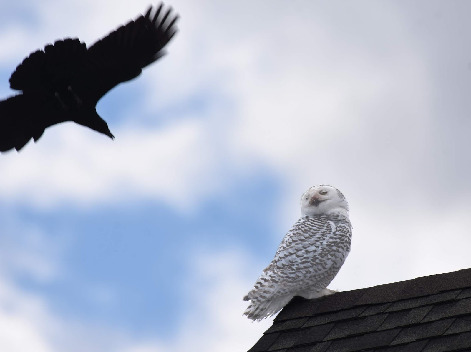 Notes from Halibut Point: Crow Combat
