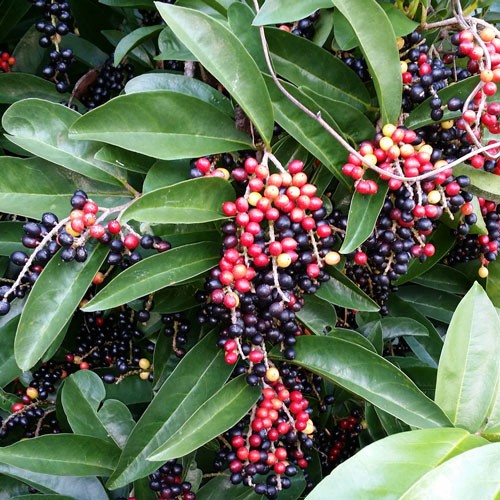 KHASIAT DAN MANFAAT TANAMAN BUNI/WUNI UNTUK JANTUNG, ANEMIA, SIFILIS ...