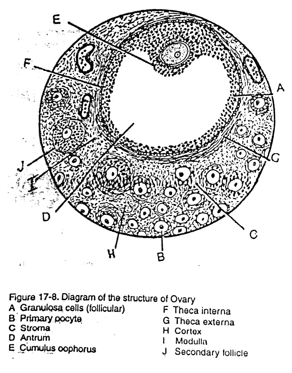 Female Reproductive System | Histology | Anjani Mishra