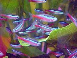 Budidaya Ikan Hias: IKAN NEON TETRA