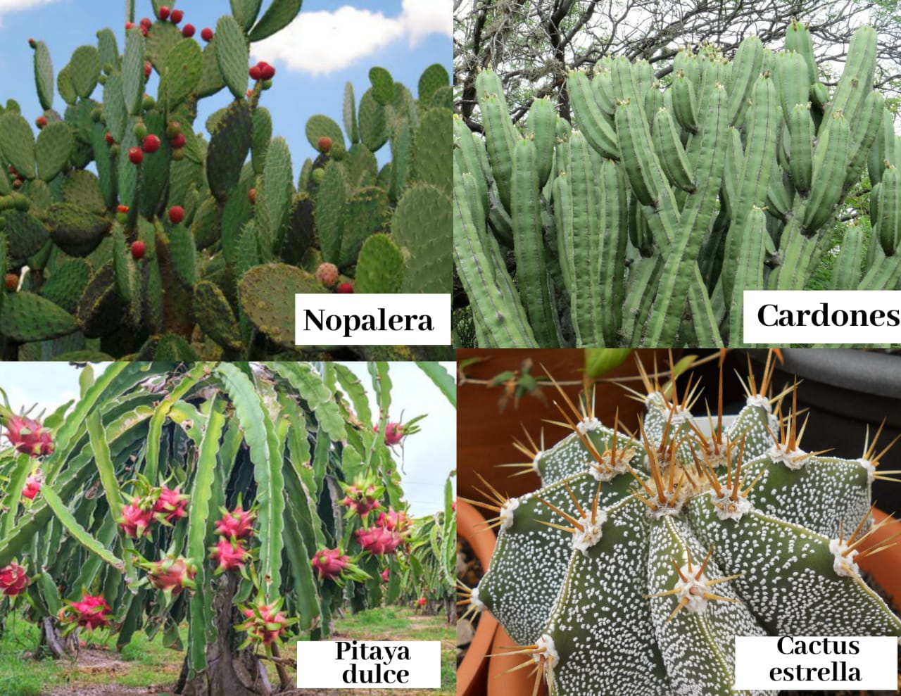 ECOSISTEMAS DE MÉXICO: MATORRAL XERÓFILO