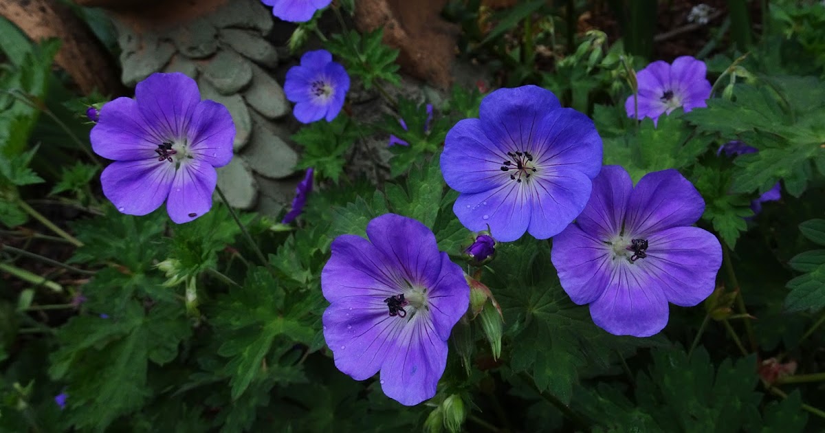 NixPixMix: BLUE GERANIUM