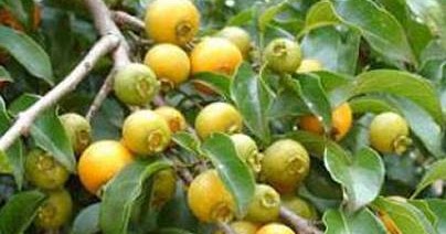 Santa Cruz: Fruta Guabira