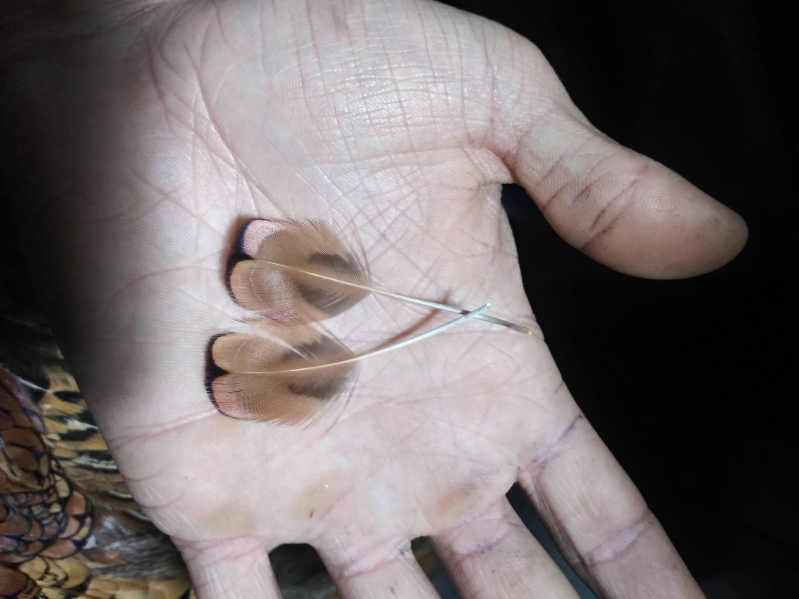 Connecticut Fly Angler: Simple But Deadly: George Harvey's Pusher