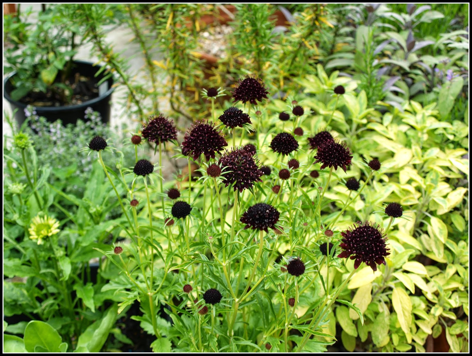 Mark's Veg Plot: Scabiosa Atropurpurea "Chile Black"