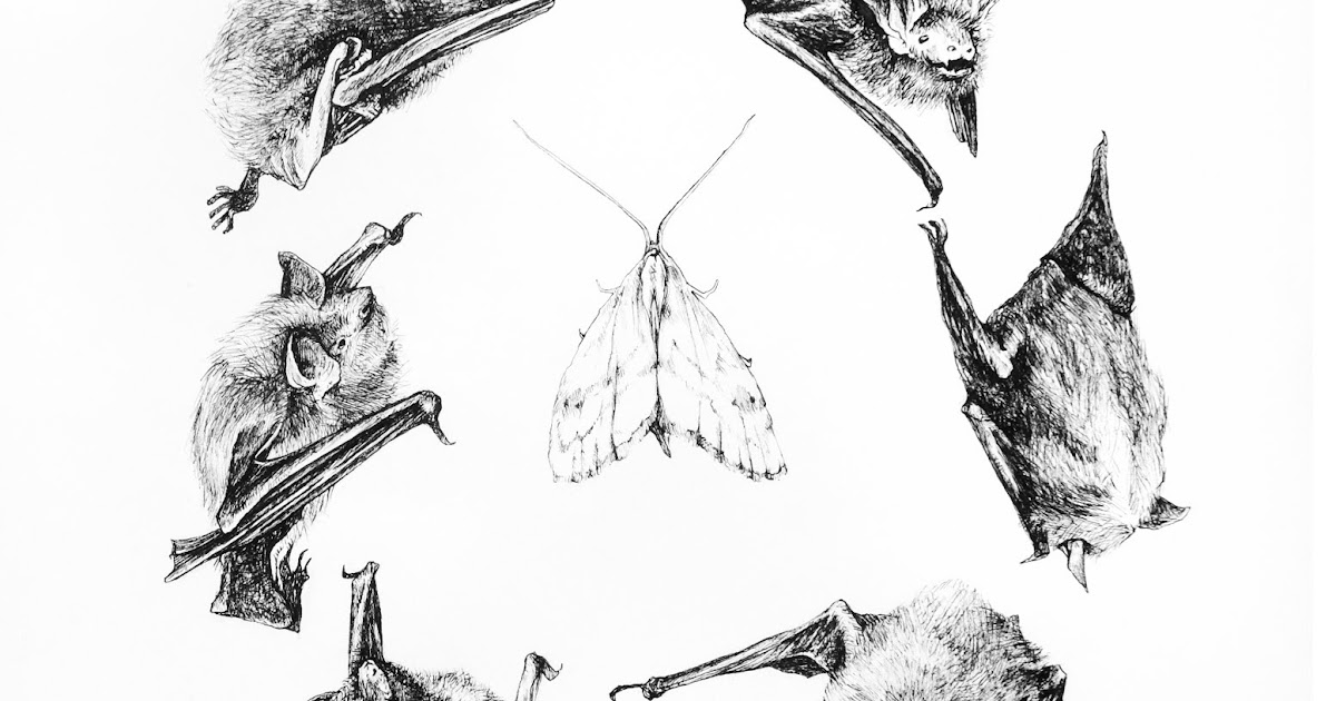 Amanda M Armbrust-Asselin