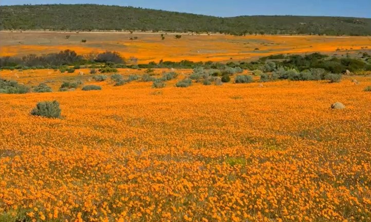 Kamu Tahukan? - Bunga Cantik Yang beracun, Bunga pertama didunia, juga ...