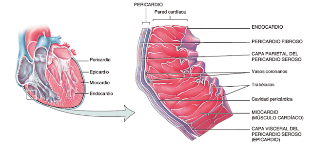Aprendizaje Médico: ¡Descubre cómo es la estructura interna de tú corazón!