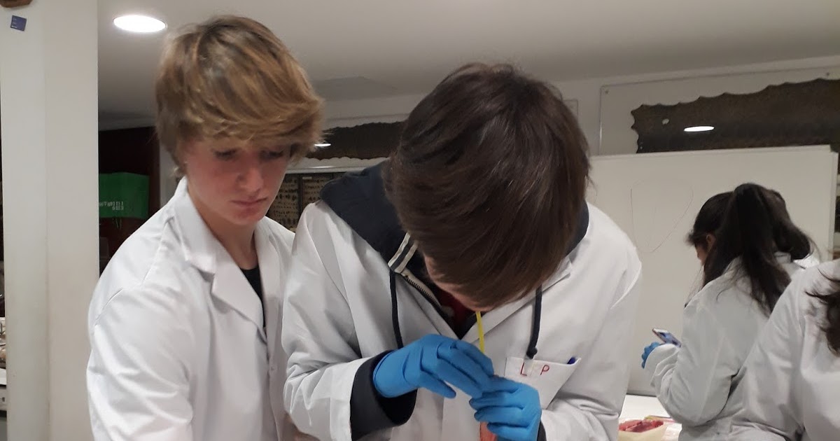 PRACTICE 4: THE HEART AND LUNGS DISSECTION