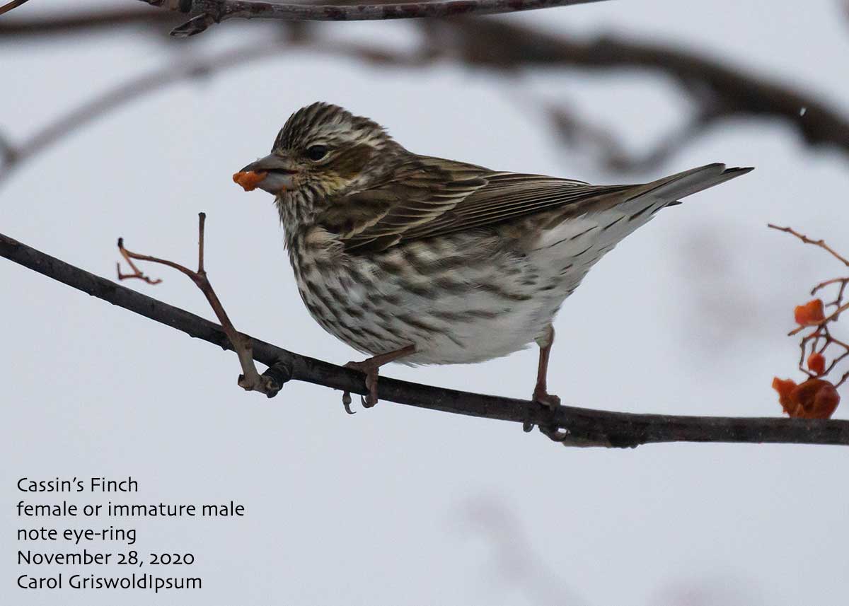 Sporadic Bird from Seward, Alaska : Saturday, November 28, 2020 Cassin ...