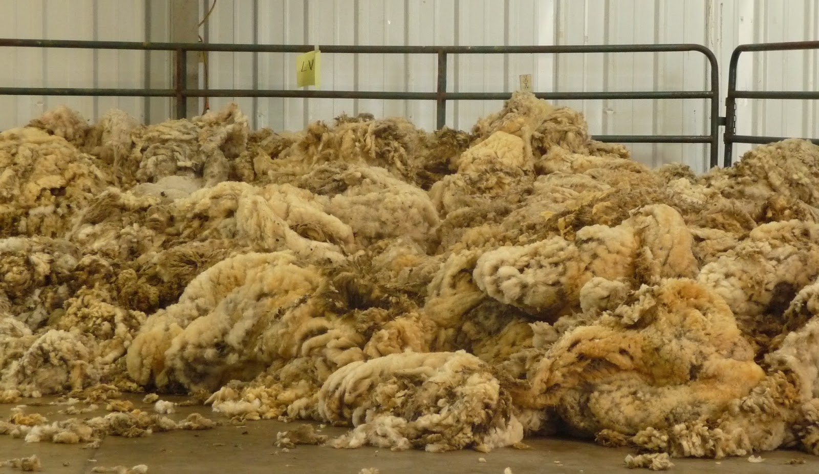 Wild Rose Farm: Washington County Wool Pool