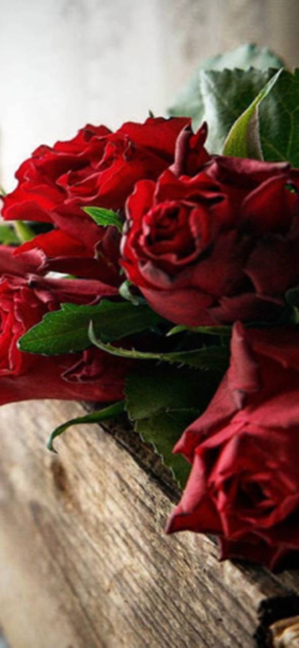 Juan Maldonado: The best Wallpapers and Screensaver of Roses