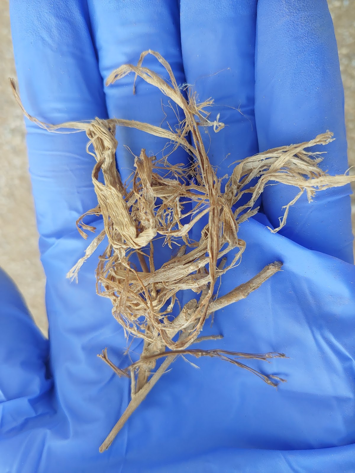 Lovelock Cave Series: Inconsistencies Found in Smithsonian's "Narrative"