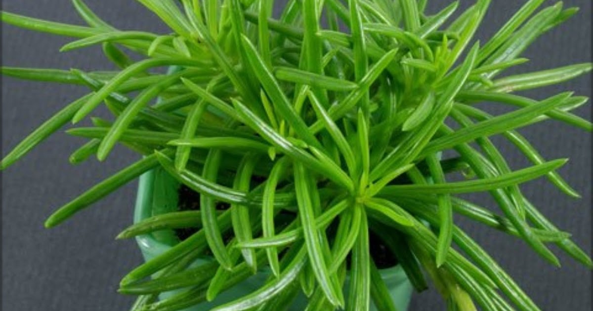 Senecio barbertonicus - Senecio “Himalaya”