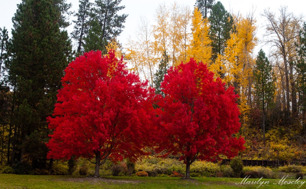 A Season of Splendor | Mountain Top Spice