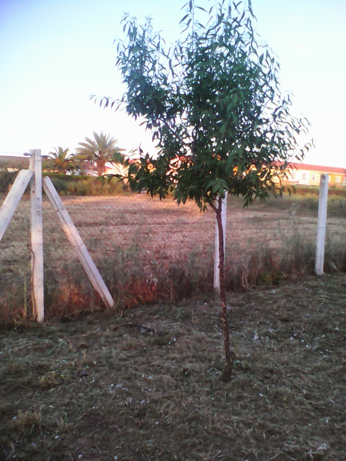 Aceitunas, almendras, alcauciles y azofaifas.