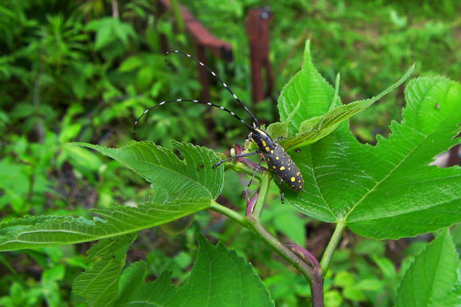 山口県の自然史: 桑やイチジクの木に誘われるキボシカミキリの生態，下関市（ Yellow-spotted Longicorn beetles ...