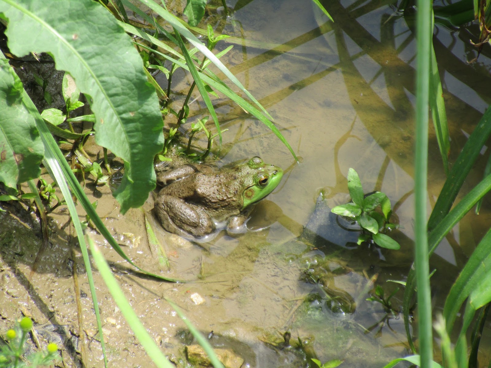 Murray & Candace's Adventures: Pond creatures...