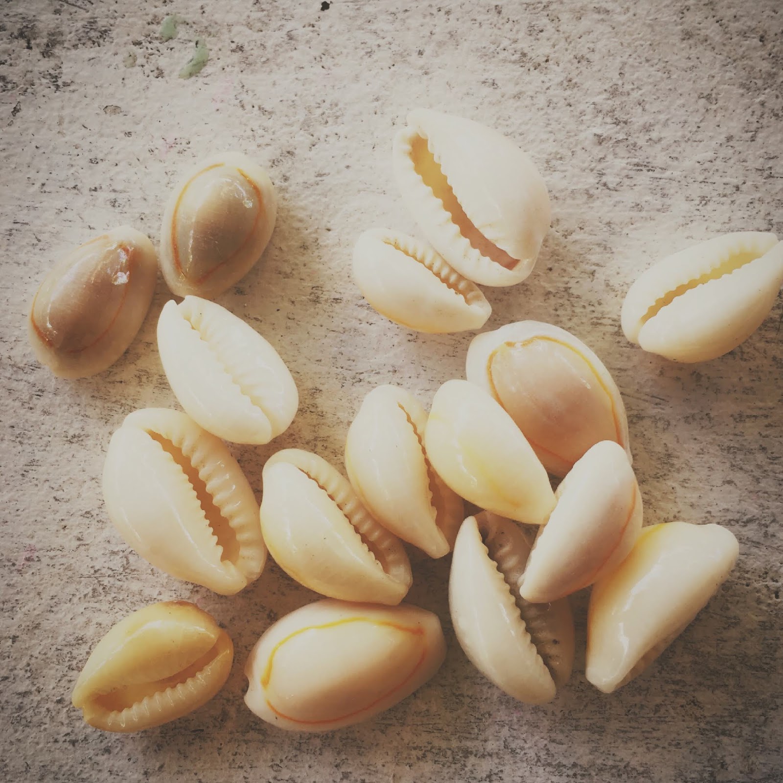 Cowrie Shells ~ Filipino Conjure & Rootwork