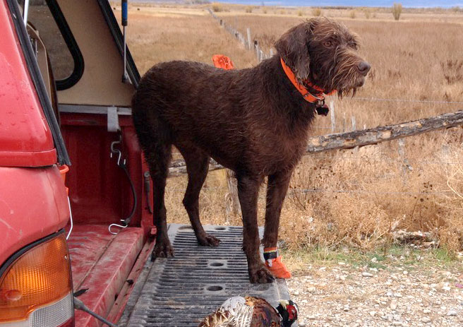 Pudelpointer Is A Mixed Breed