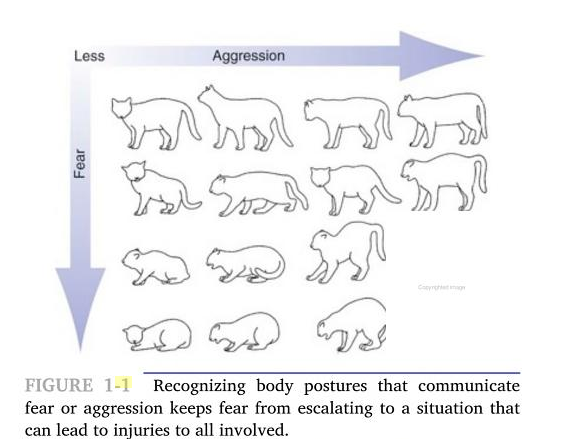 PET VET - FORUM DEDICATED TO PET ANIMALS: Visual Communication in cats ...