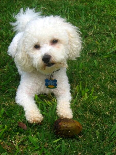 Tails to Tell: Tail Wagging Tuesday: Special Pup Feature- Riley