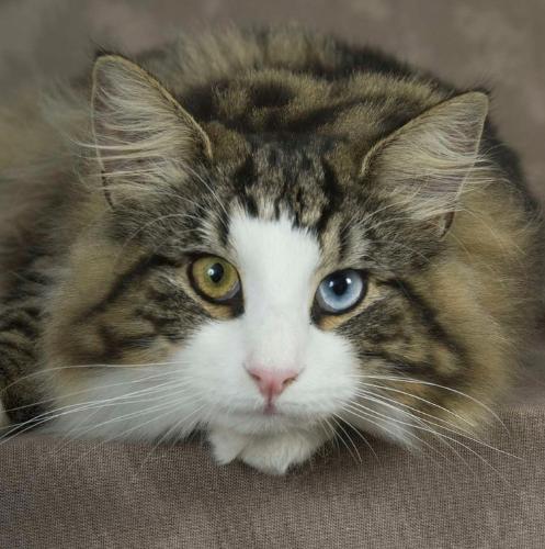 15 Amazing odd-eyed cats | Amazing Creatures