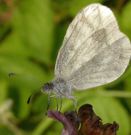 Holisticocromocaio: CURIOSIDADE - Doze Borboletas Fascinantes!