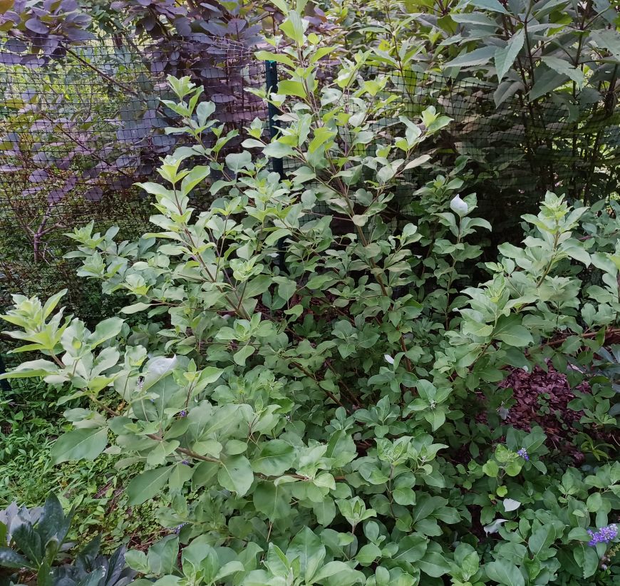 Future Plants by Randy Stewart: Vitex - the Chaste Tree family